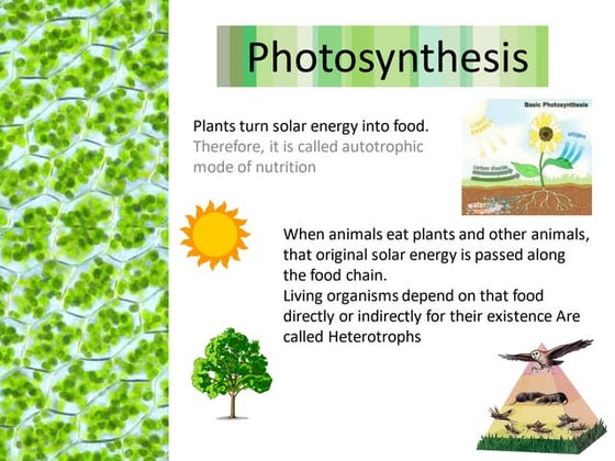Photosynthesis_Enhanced_Pccxcsdsdsdsresentation.pptx
