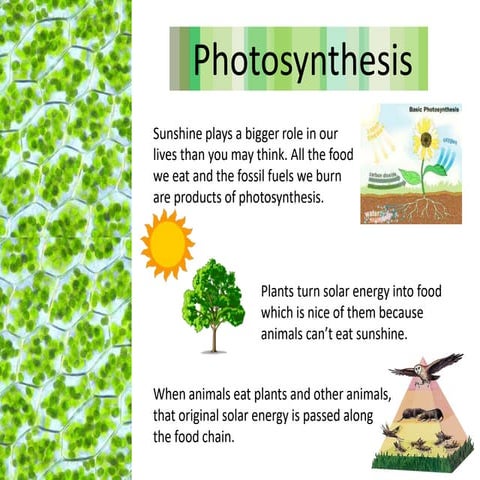Photosynthesis-Presentation-NXPowerLite.pptx