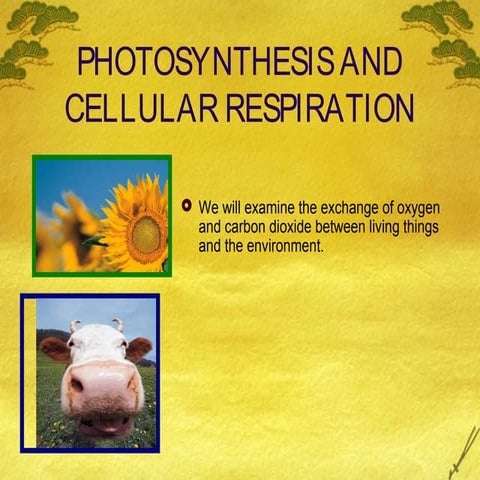 Photosynthesis repiration power point | PPT | Biological Sciences | Science