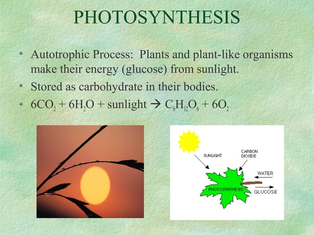 Module 6, lesson 1 photosynthesis