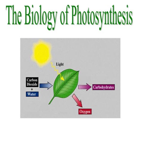Inputs And Outputs Of Photosynthesis
