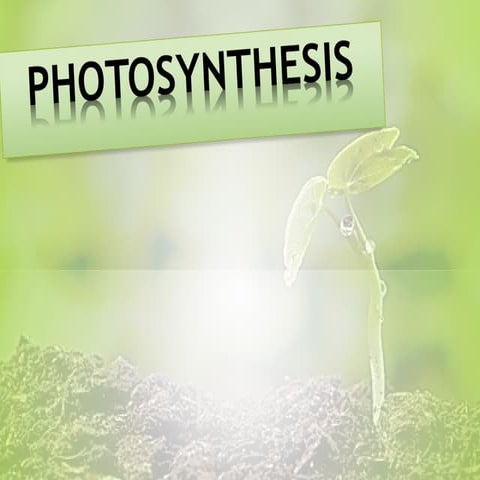 Photosynthesis | PPT