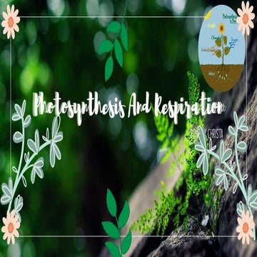 Photosynthesis And Respiration Assignment.pdf