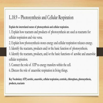 IB Respiration Review (2.8) | DOCX