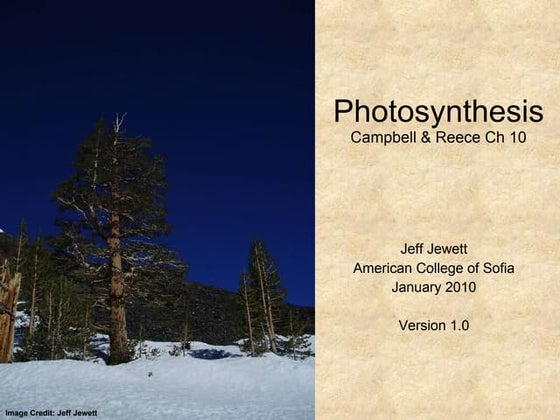 Photosynthesis_Light_Reactions_Calvin_Cycle.pptx