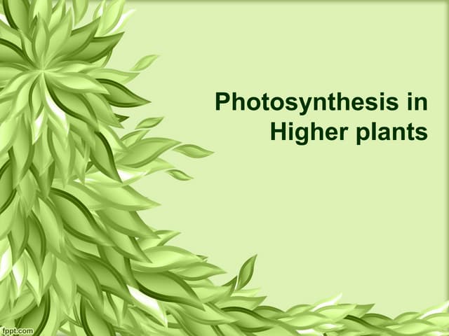 Light reaction of photosynthesis | PPTX | Chemistry | Science