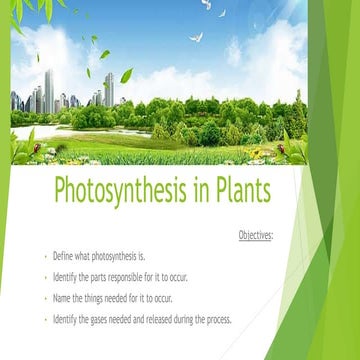Photosynthesis in plants | PPTX | Chemistry | Science