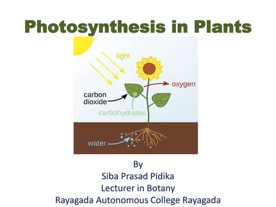 Photosynthesis in Higher Plants Class 11 Free Study Material PDF | PDF