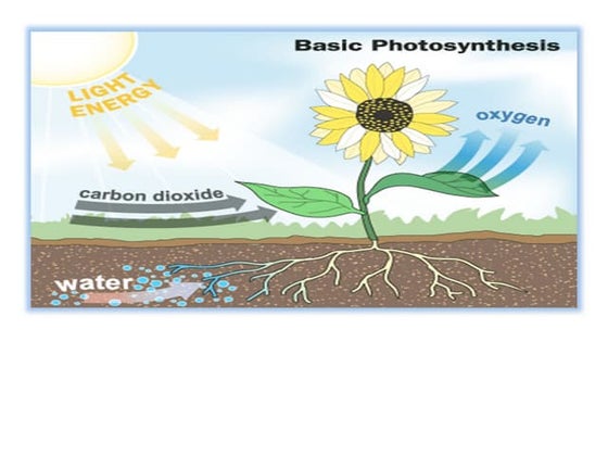 grade 9 -Photosynthesis Power point Presentation | PPTX | Chemistry ...