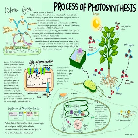 Process of Photosynthesis .pdf