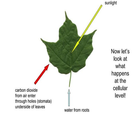 Photosynthesis notes | PPT