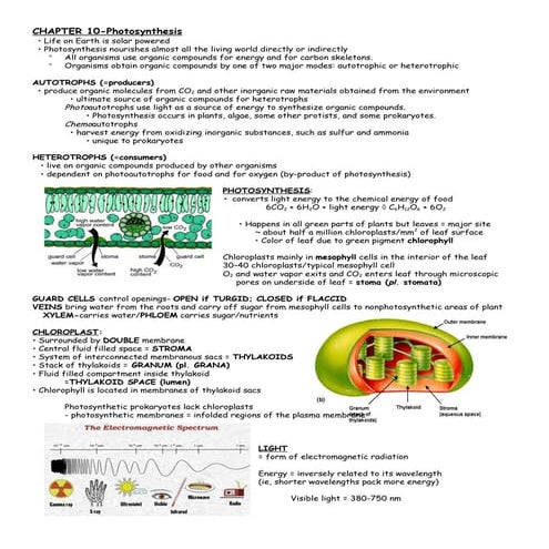 Photosynthesis notes kelly | PDF