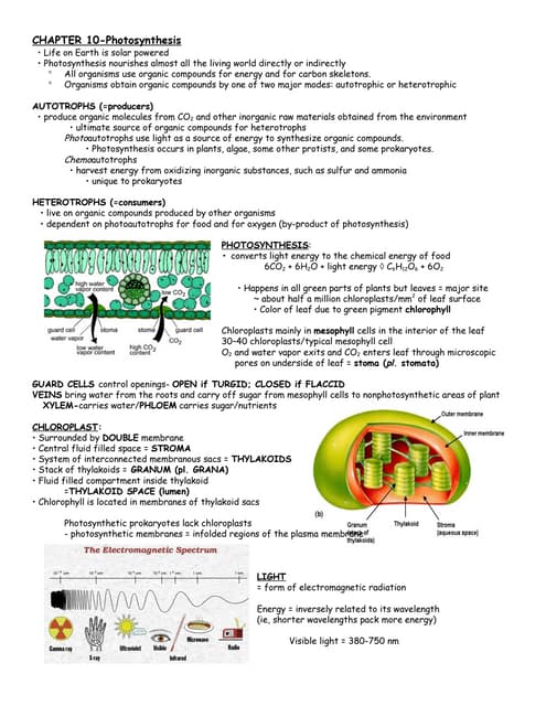 Photosynthesis light dependent reactions | PPTX