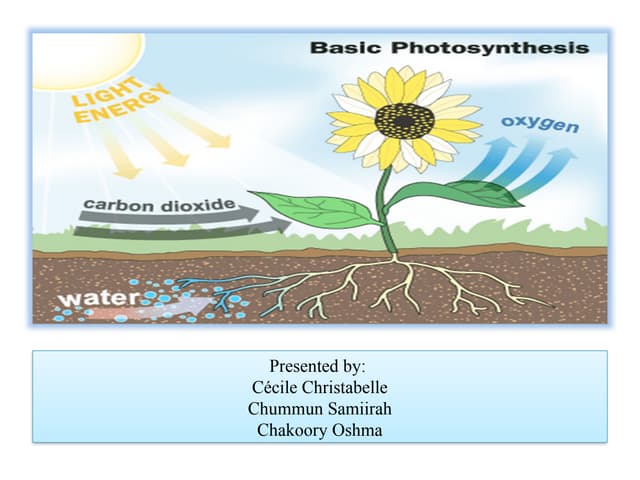 Factors affecting photosynthesis | PPTX