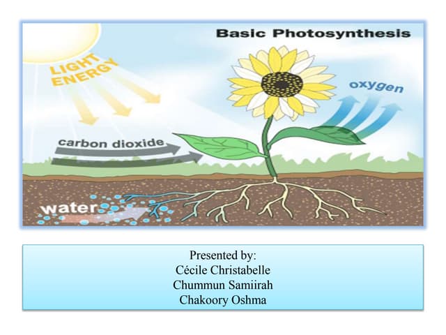 Photosynthesis (class 10) | PPTX