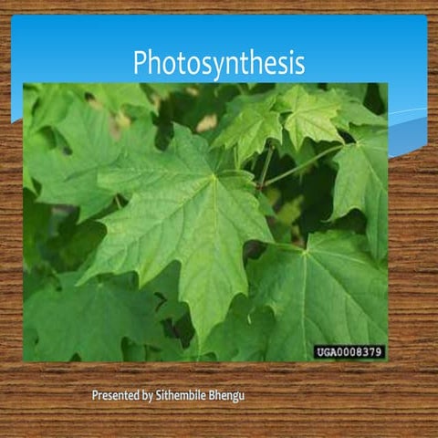 Photosynthesis presentation | PPT