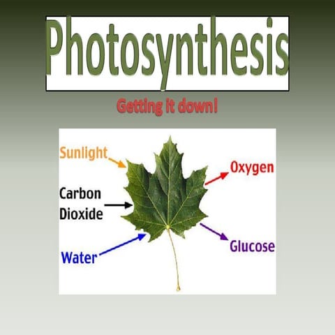 Photosynthesis presentation by me | PPT