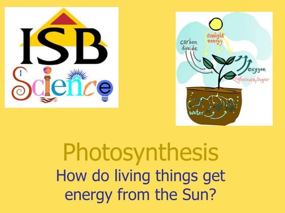 The importance of photosynthesis in the ecosystem | PPT