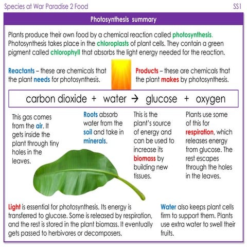 Photosynthesis summary | PPT