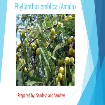 Phyllanthus emblica (amala) | PPTX