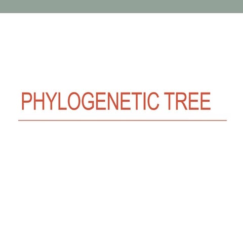 Phylogenetic tree | PPT