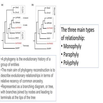 phylogenetic tree.pptx