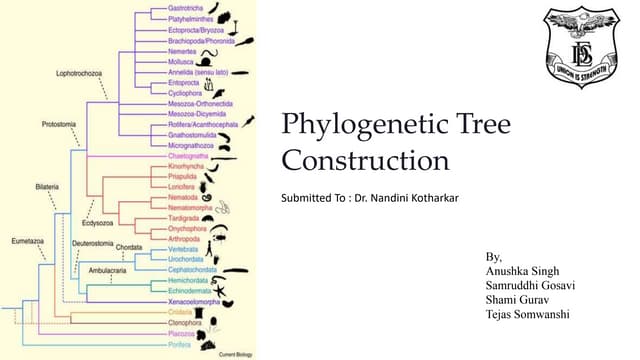 Phylogenetic Tree Construction Step By Step Ppt