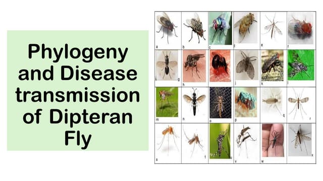 Glossina - tsetse fly | PPTX