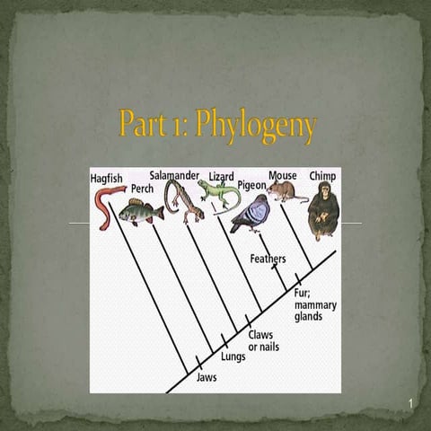 Phylogeny & development | PPT