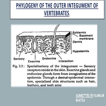 PHYLOGENY OF THE OUTER INTEGUMENT OF VERTEBRATES.pptx