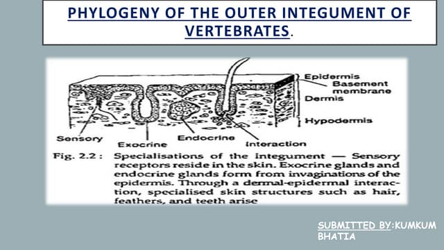 The integumentary system of invertebrates | PPTX