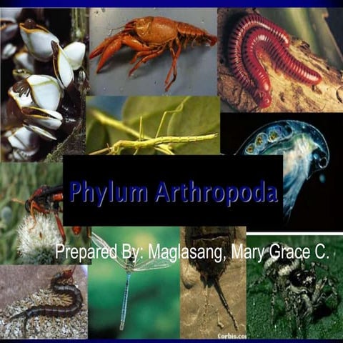 Phylum antropoda-zoology | PPTX