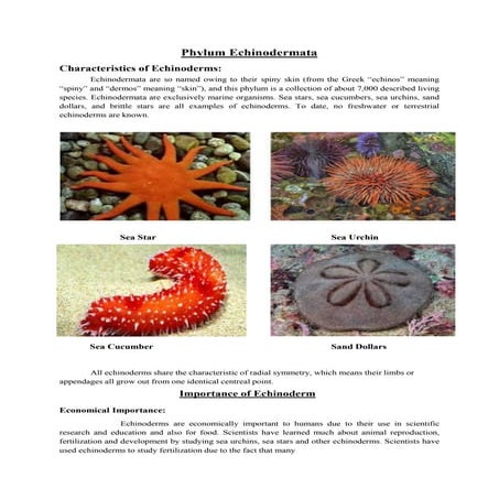 Phylum Echinodermata Sea Urchin