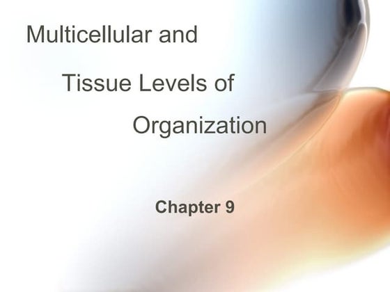 Phylum porifera | PPTX