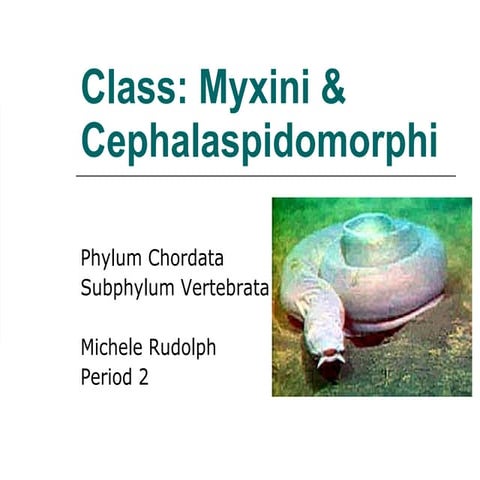 Myxini & Cephalaspidomorphi | PPT | Fish and Aquariums | Pets