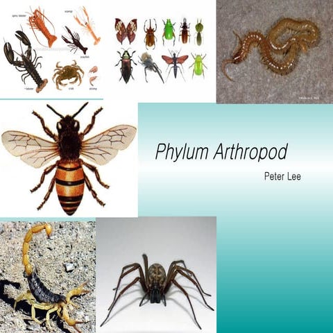 Phylum(2) | PPT