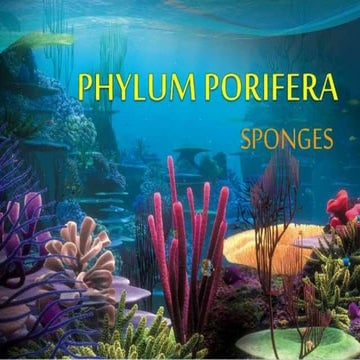 Animal kingdom All Phylum for NEB Board NEPAL | PPTX