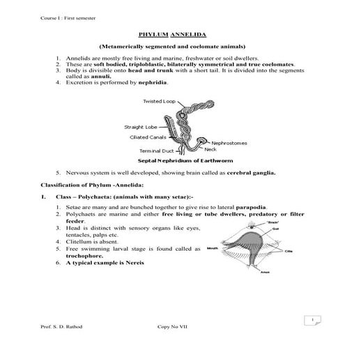 Phylum annelida | PDF