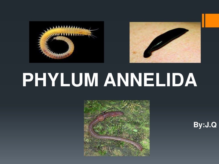 Phylum annelida (By: J.Q)