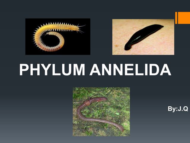 Phylum Annelida | PPT