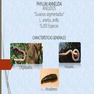 Phylum annelida | PPTX