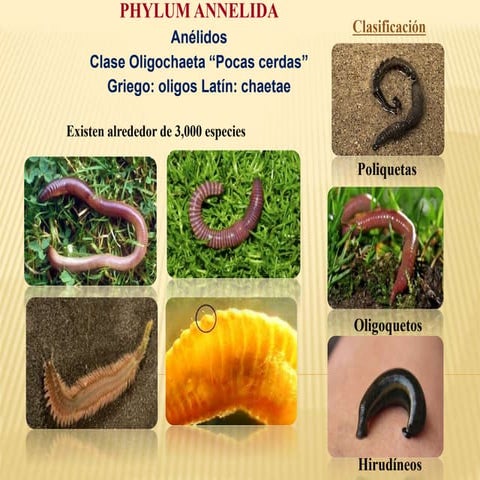 Phylum annelida. | PPTX