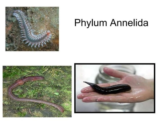 Phylum Annelida.pptx | Geography | Science