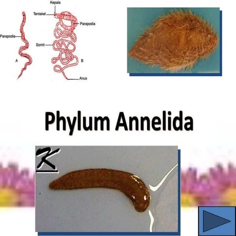 Phylum Annelida | PPTX