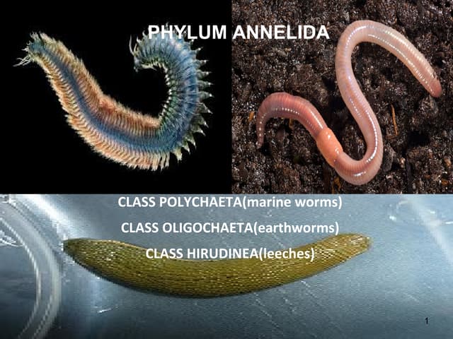 Crab adaptations | PDF