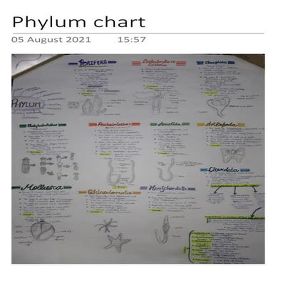 Phylum chart.pdf