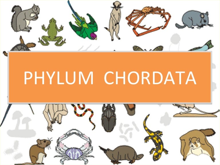 Phylum chordata