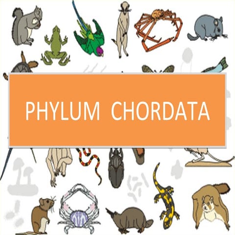 Phylum chordata | PPT