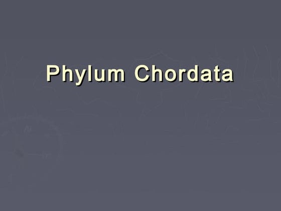 Chordata | PPT | Reptiles | Pets