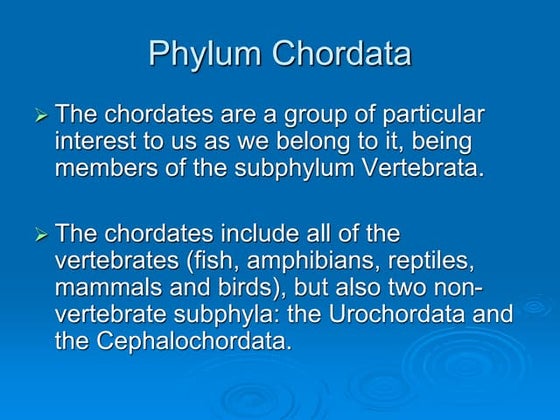 Phylum chordata - zoology | PPTX | Fish and Aquariums | Pets